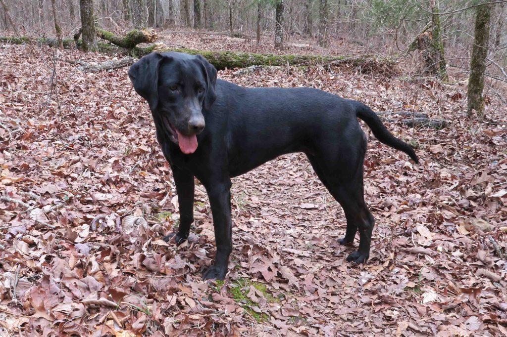 Back to Morgan Mountain and Lessons in Slowing Down | Ozarkmountainhiker