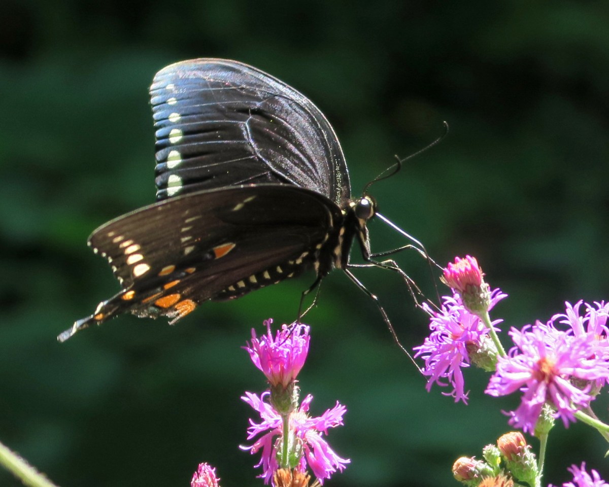 Morgan Mountain Quick Trip: Beauty and a Leave No Trace Reminder ...
