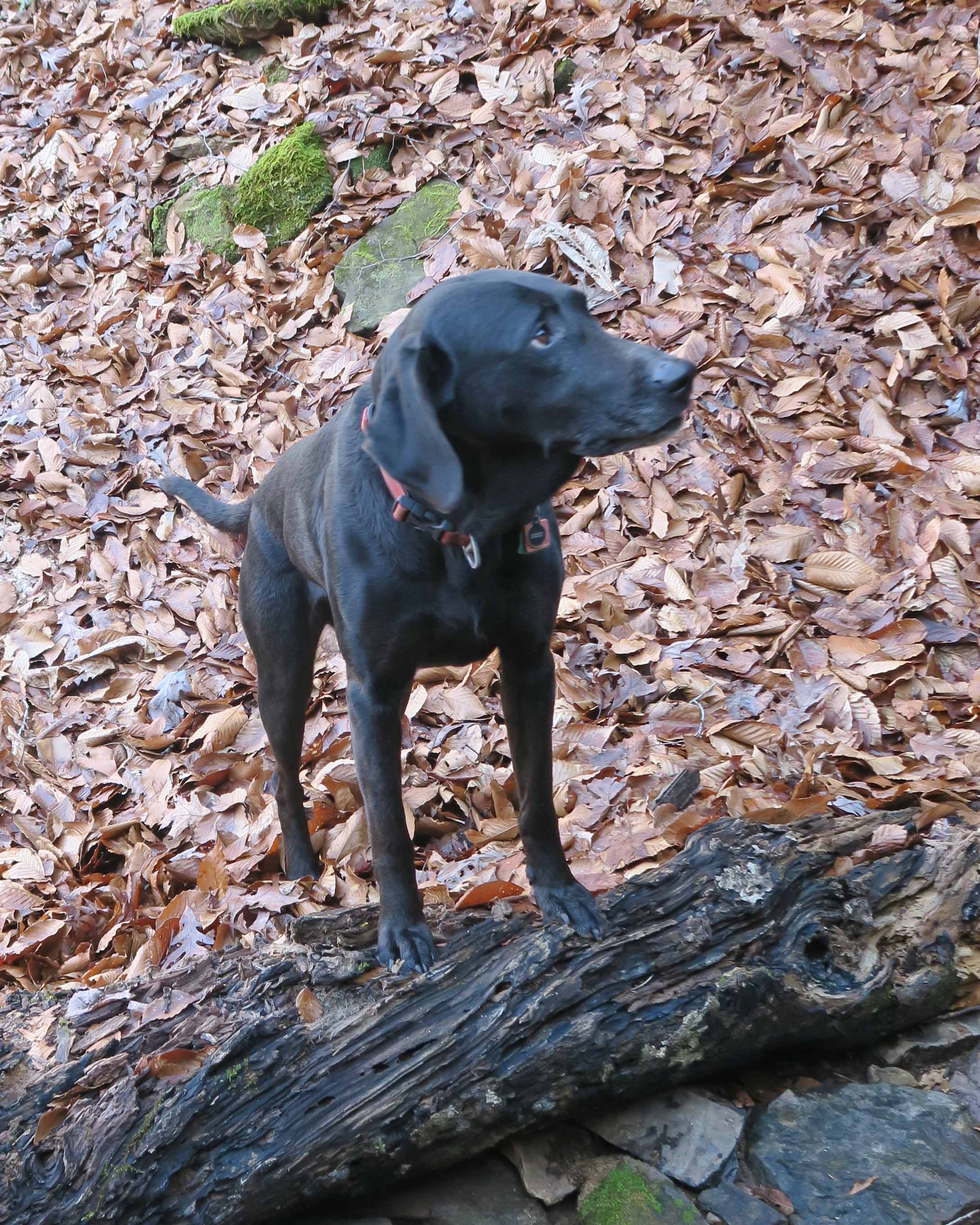 When in Doubt, Go! Walking the Marinoni Again | Ozarkmountainhiker